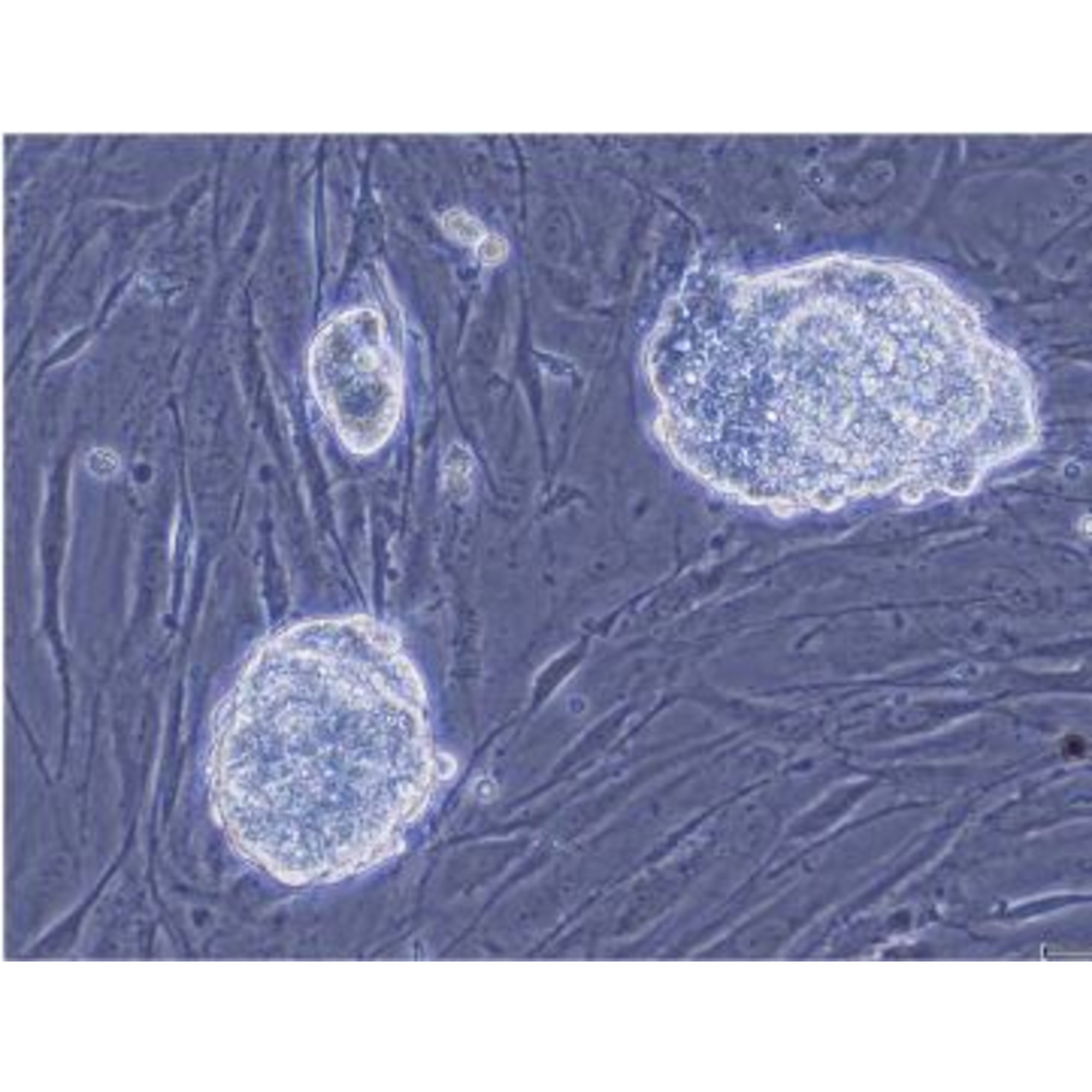 Evident Olympus Microscópio invertido CKX53 trinocular microscope, 100X, 200X, 400X, IPC / IVC x ...