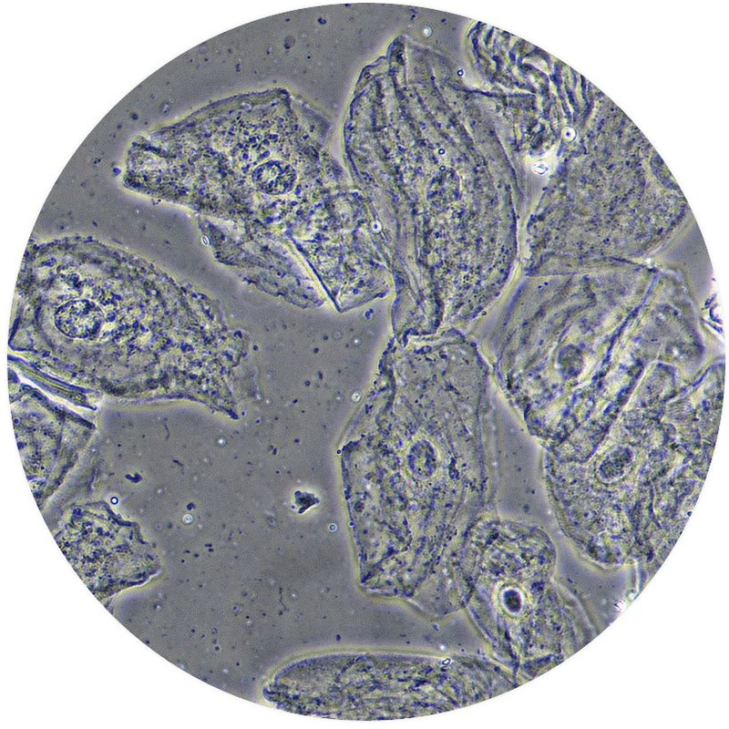 Microscope Optika B-510PH, contraste de phase, 1000x, IOS